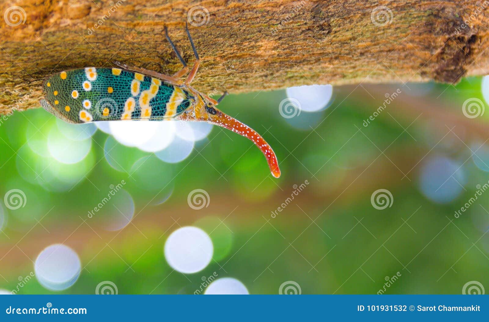 Fulgorid Bug or Pyrops Candelaria on Longan Tree. Stock Photo - Image ...