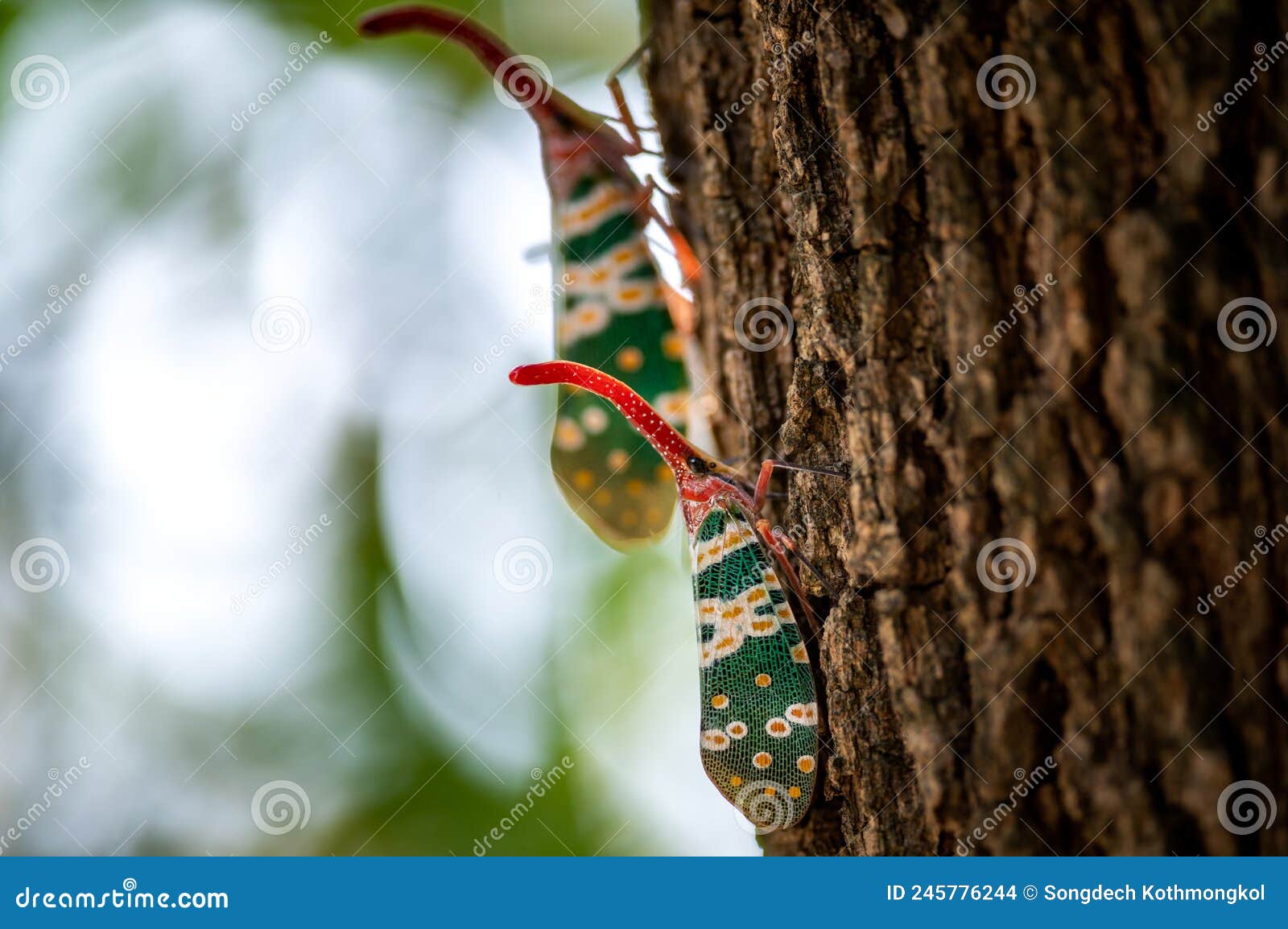 Fulgorid bug, Planthopper stock photo. Image of thailand - 245776244