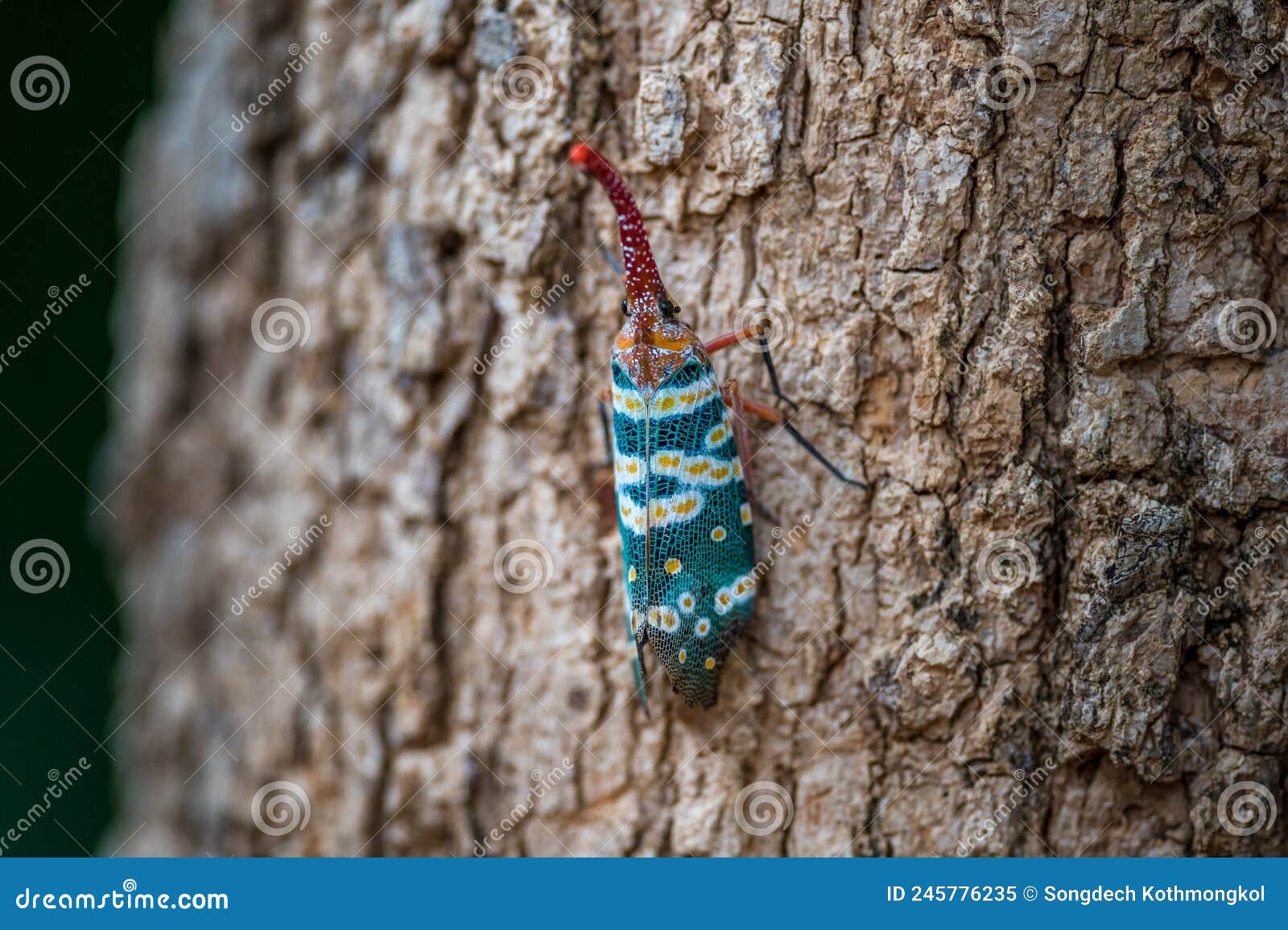 Fulgorid bug, Planthopper stock image. Image of planthopper - 245776235
