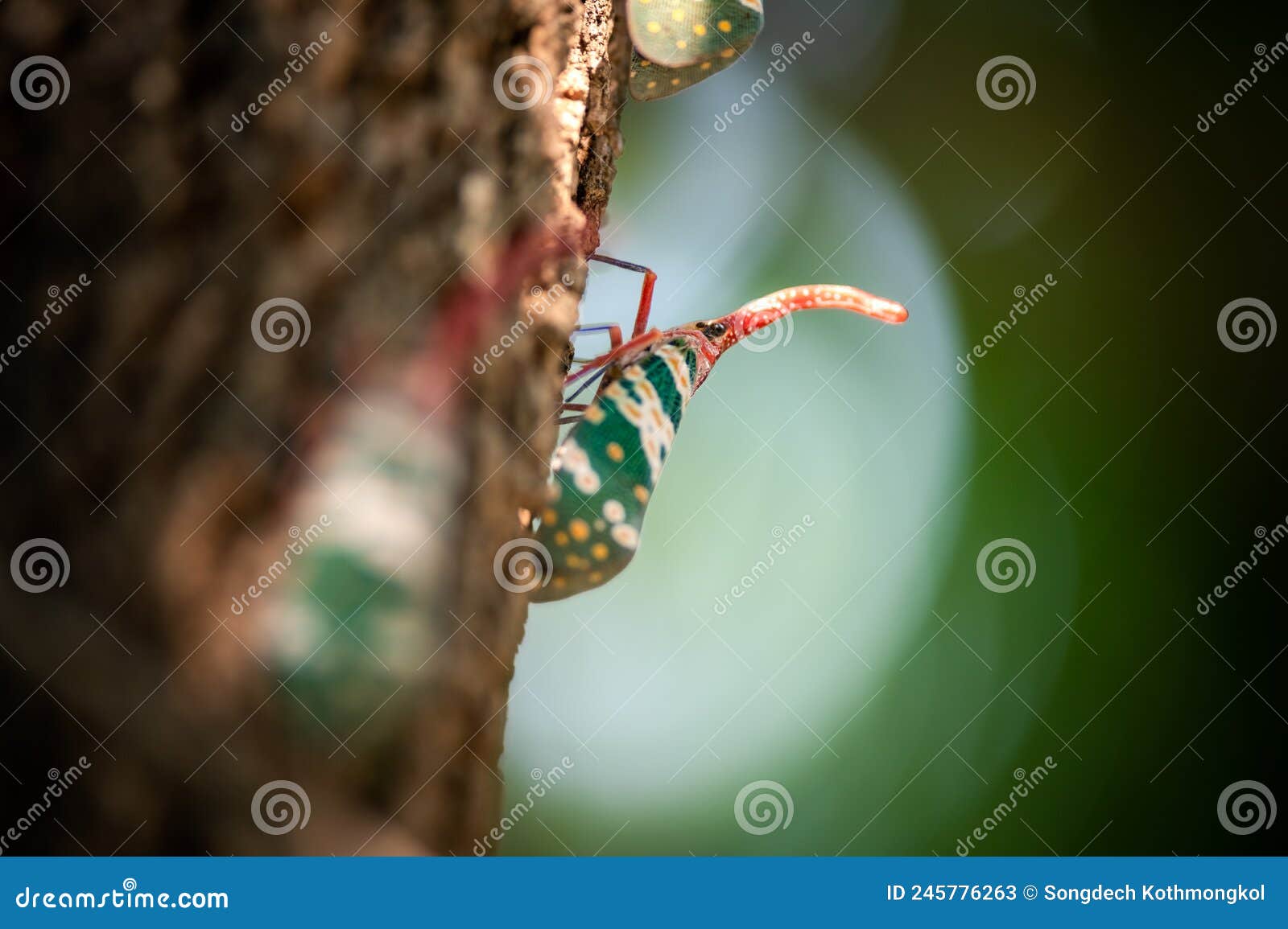 Fulgorid bug, Planthopper stock image. Image of beautiful - 245776263