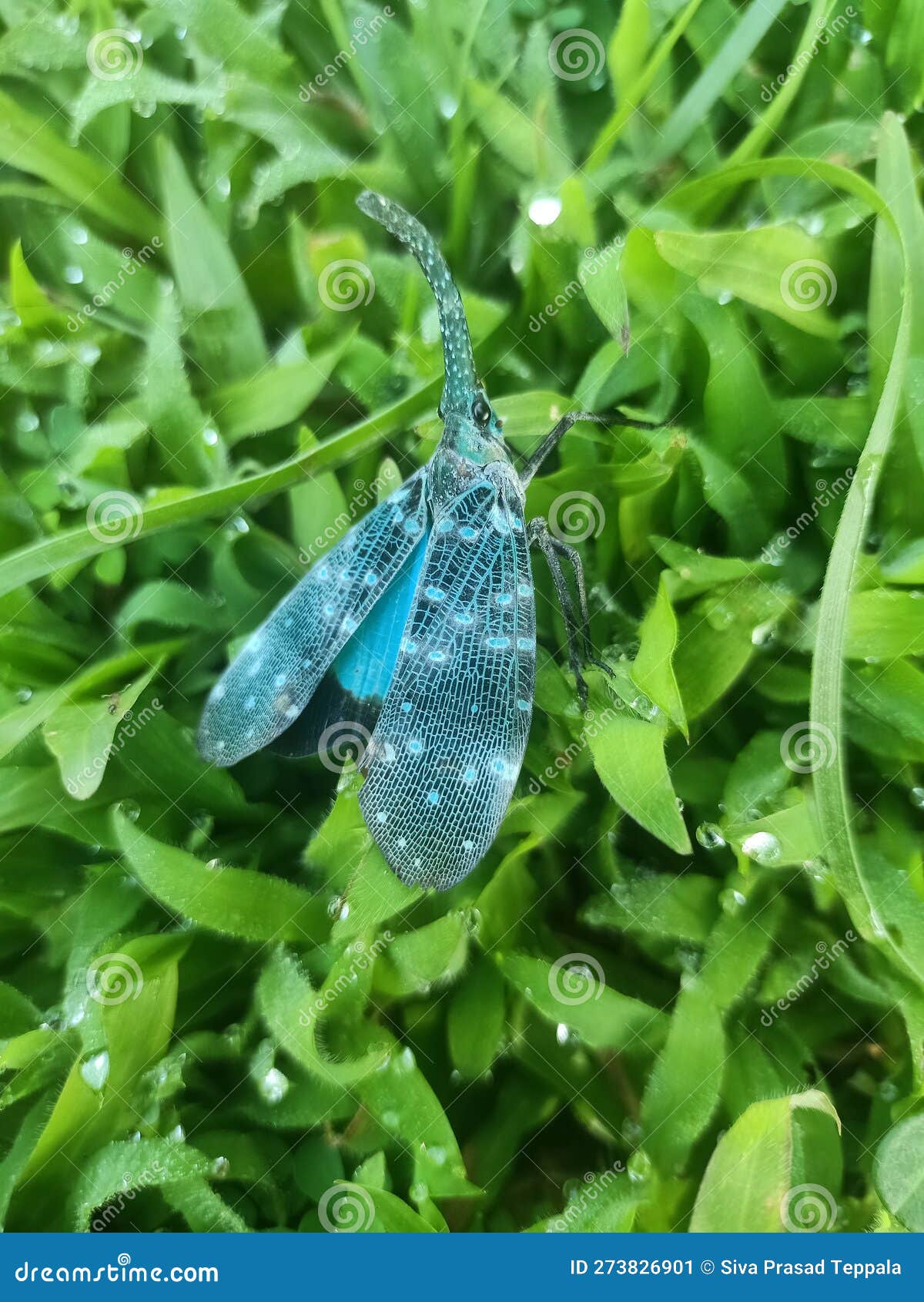 Fulgorid planthopper stock image. Image of grass, insect - 273826901