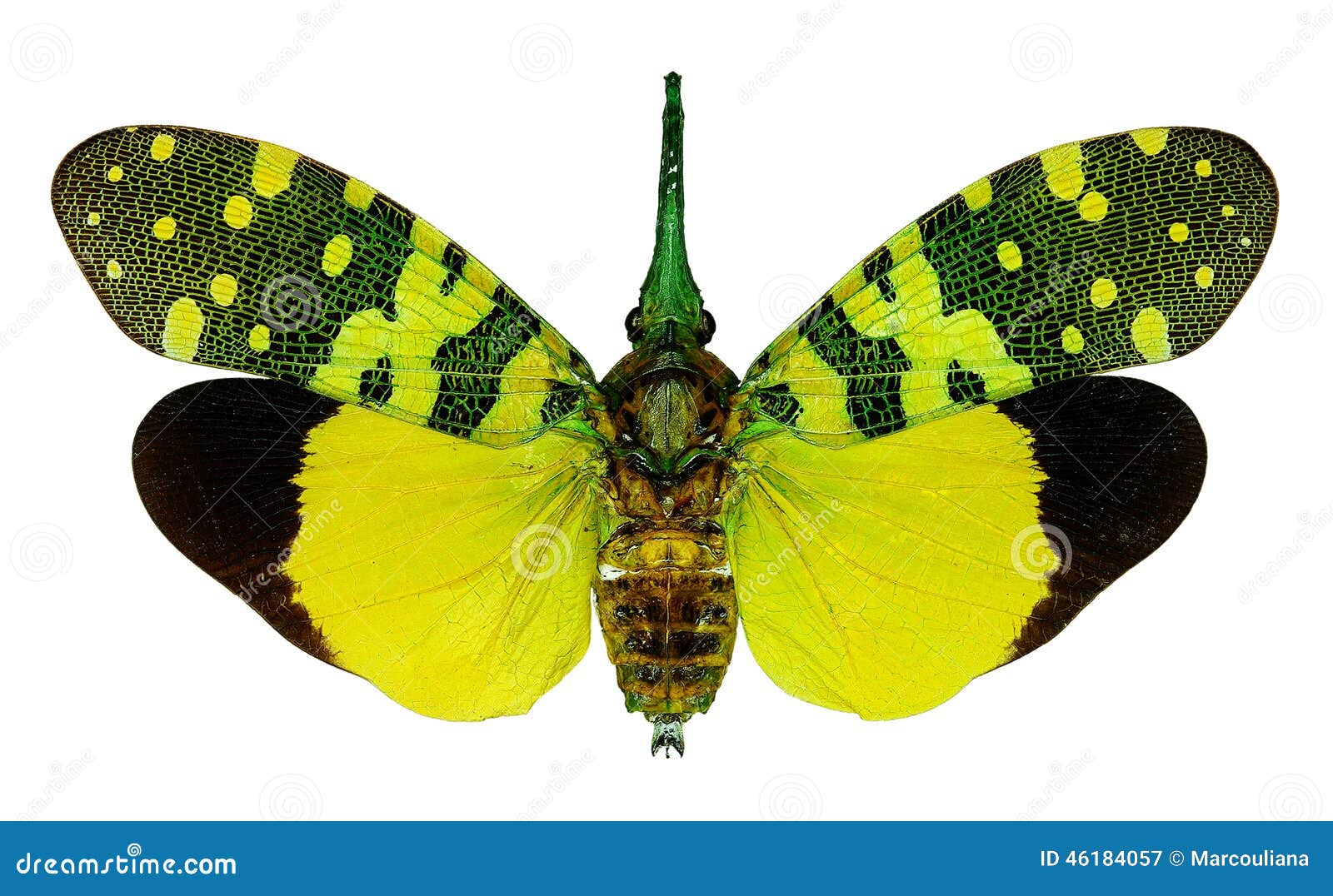 Fulgorid Bug Planthopper In The Nature. Royalty-Free Stock Photo ...