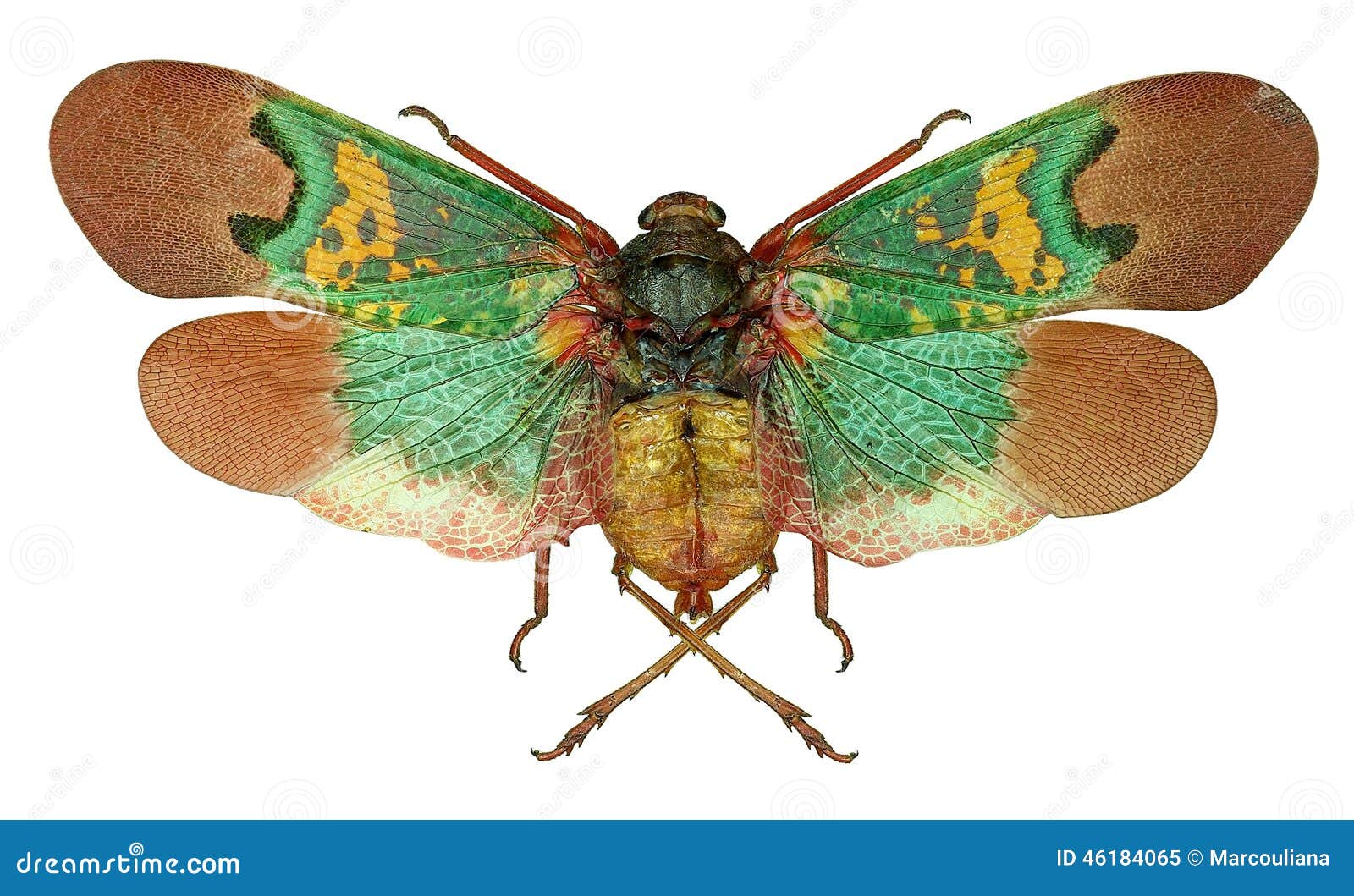 Fulgorid Planthopper Scamandra Tethys from Indonesia Stock Image ...
