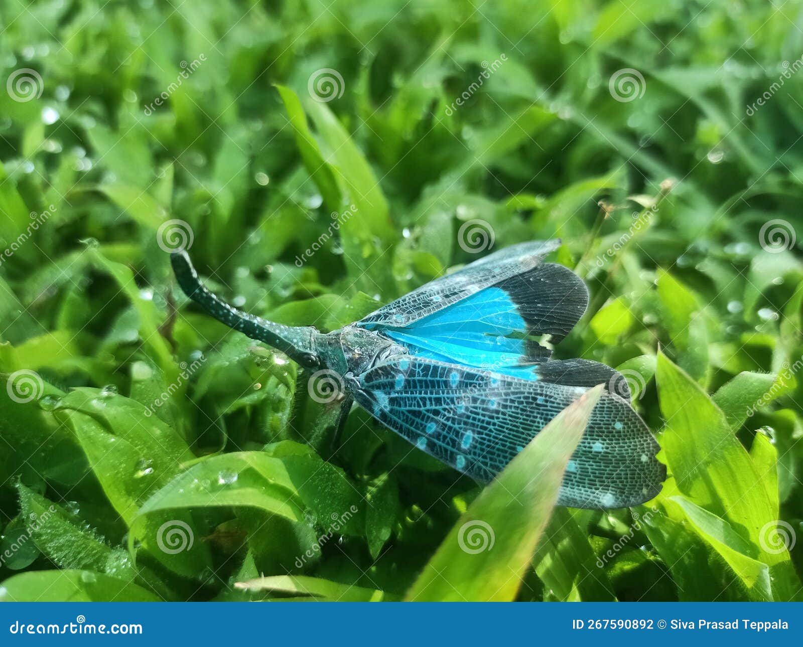 Fulgorid Planthoppers Hemipteran Stock Photo - Image of fulgorid ...