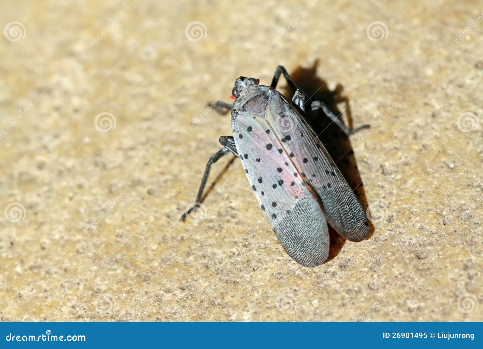 Fulgoroidea insects stock image. Image of biology, education - 26901495