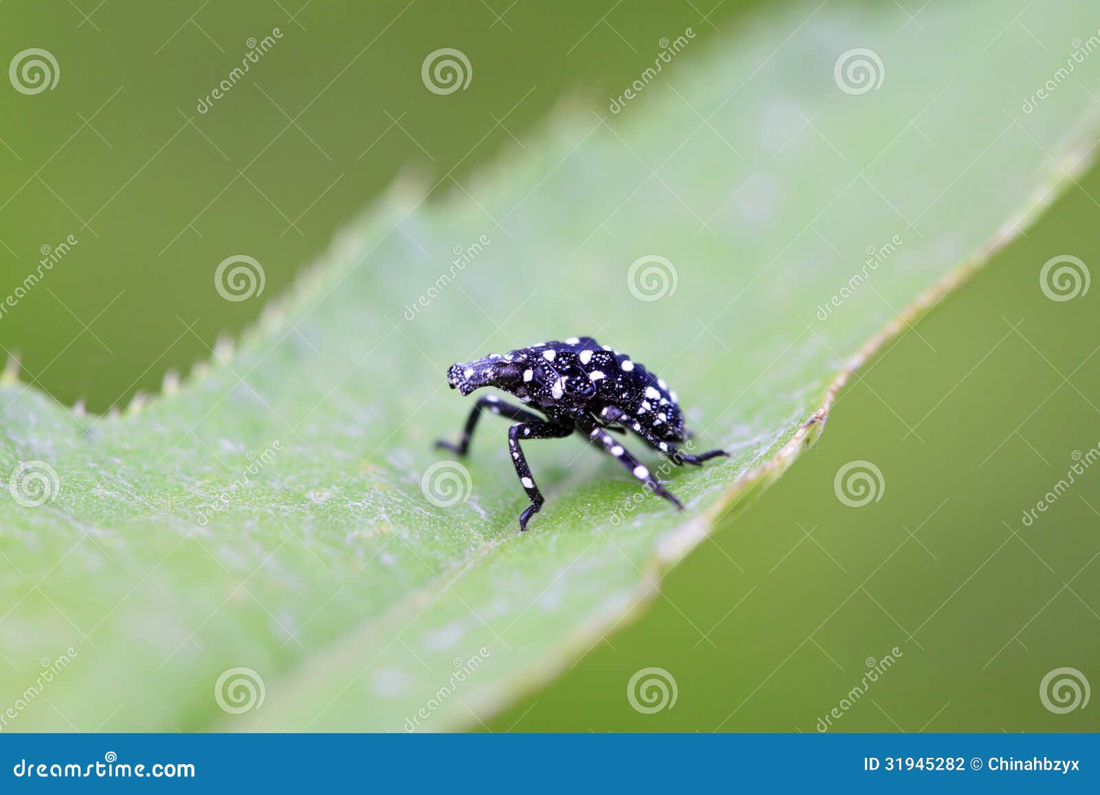 Fulgoroidea Insects Stock Photo | CartoonDealer.com #31945470