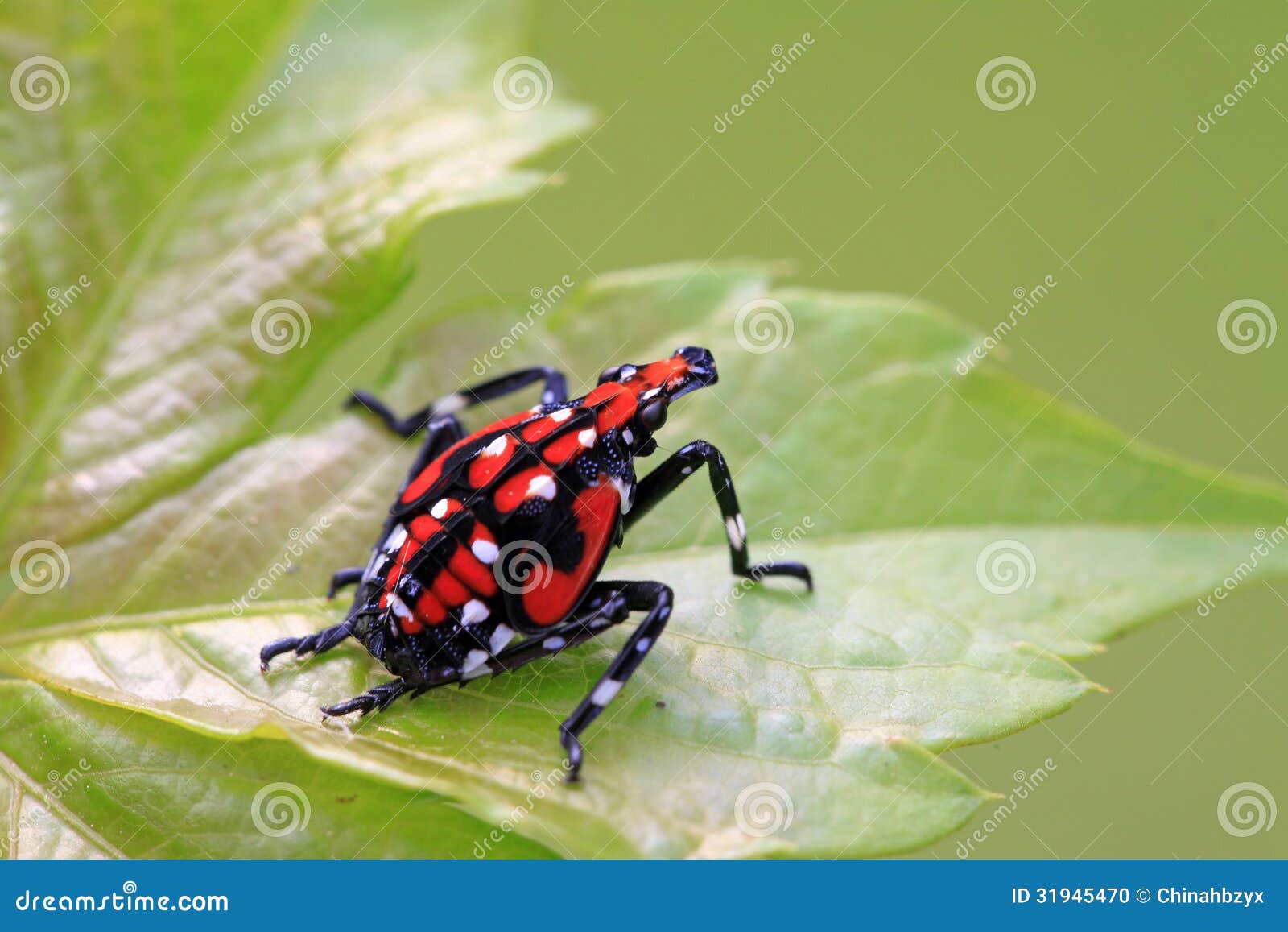 Fulgoroidea insects stock photo. Image of original, outdoor - 31945470