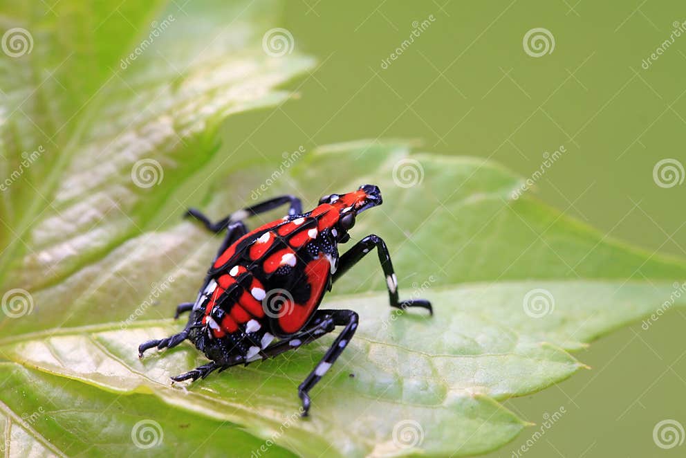 Fulgoroidea insects stock photo. Image of original, outdoor - 31945470