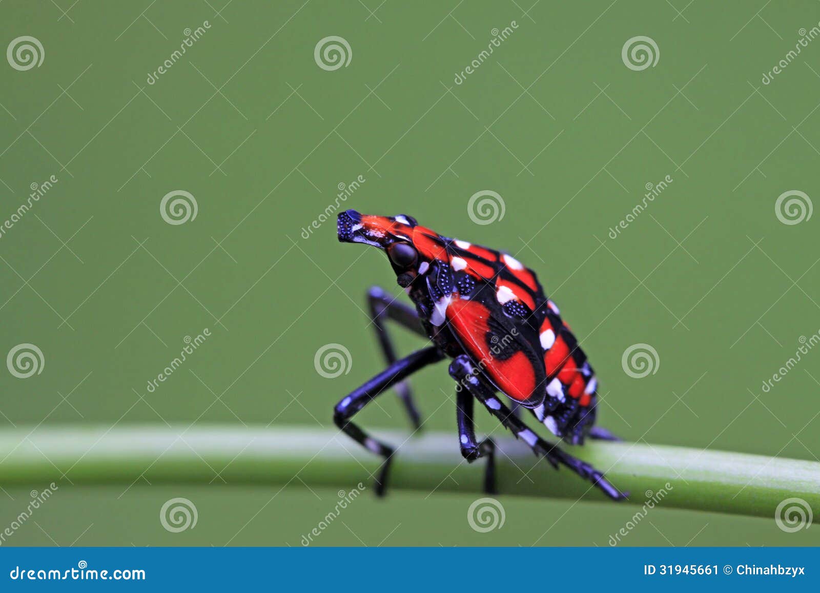 Fulgoroidea Insects Stock Photo | CartoonDealer.com #31945470