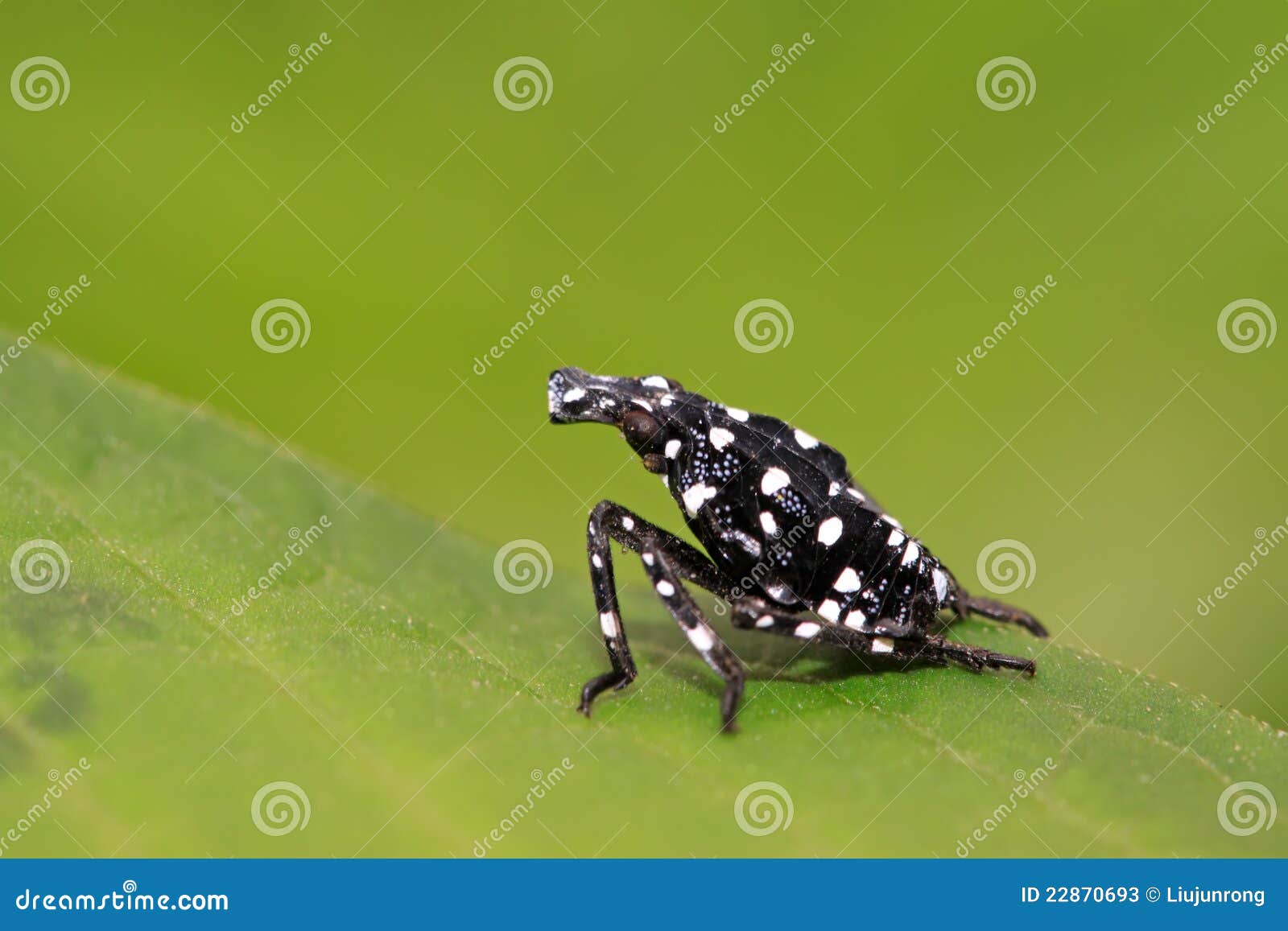 Fulgoroidea Insects on the Green Leaf Stock Image - Image of taste ...