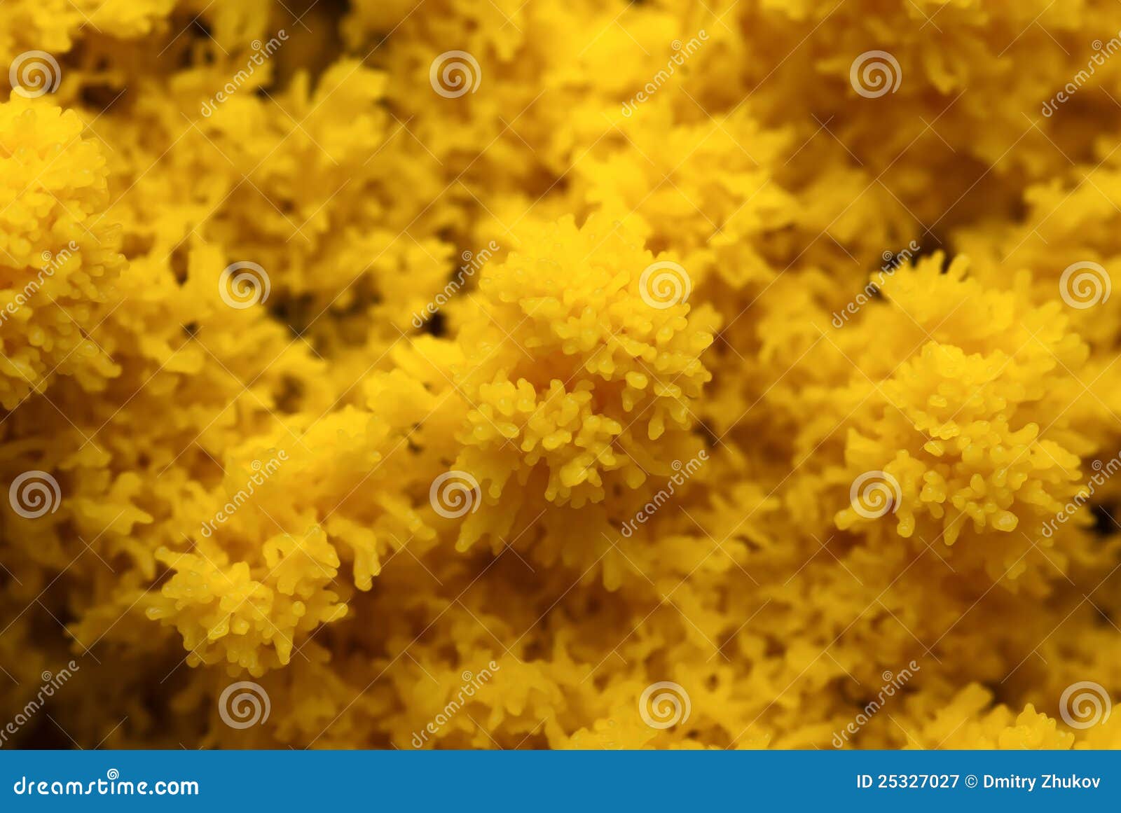 Fuligo Septica, Plasmodial Slime Mold Stock Photography | CartoonDealer ...