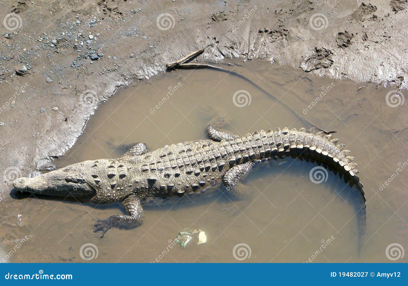 American Crocodile (Crocodylus Acutus) Basking In The Sun Royalty-Free ...