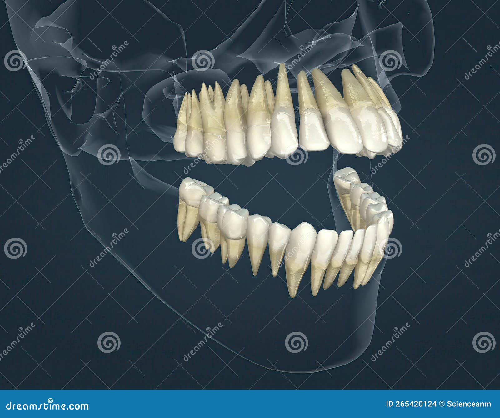 Full Anatomy Upper and Lower Teeth Stock Illustration - Illustration of ...