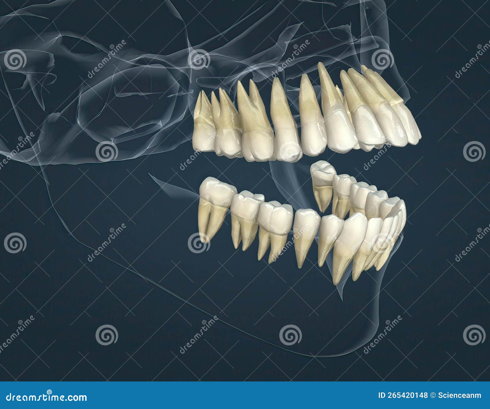 Full Anatomy Upper and Lower Teeth Stock Illustration - Illustration of ...