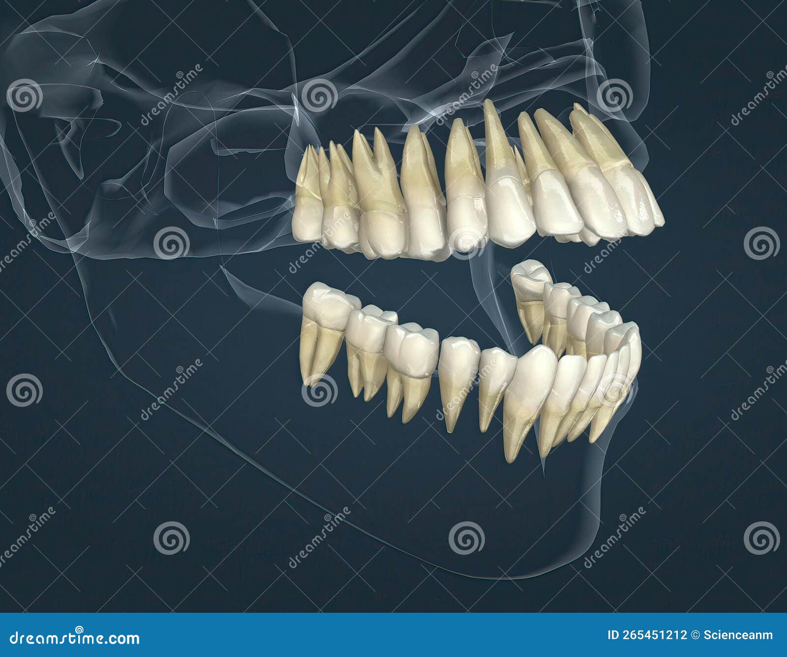 Full Anatomy Upper and Lower Teeth Stock Illustration - Illustration of ...