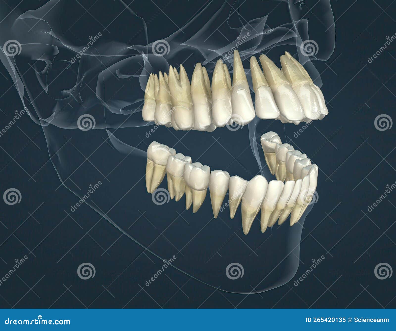 Full Anatomy Upper and Lower Teeth Stock Illustration - Illustration of ...