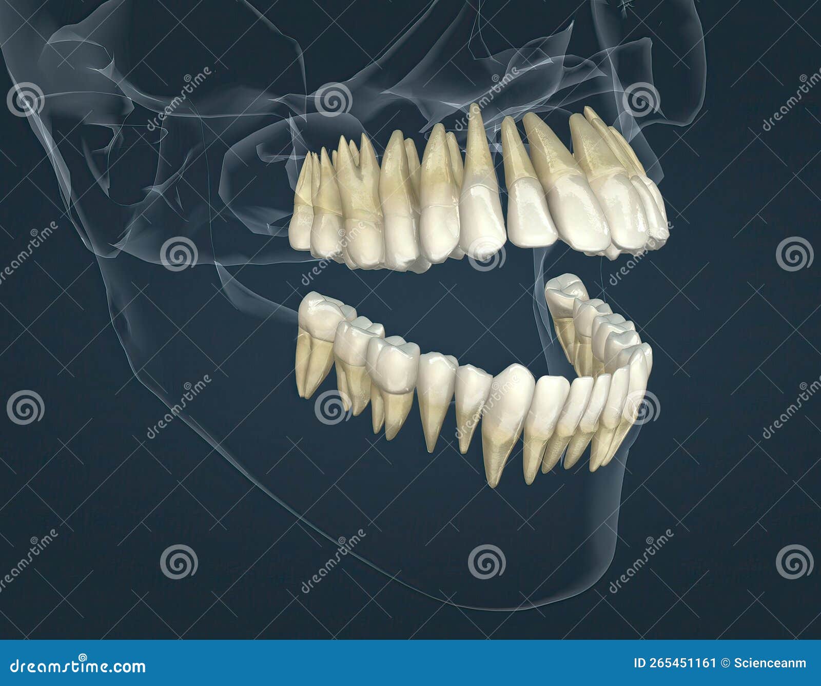 Full Anatomy Upper and Lower Teeth Stock Illustration - Illustration of ...