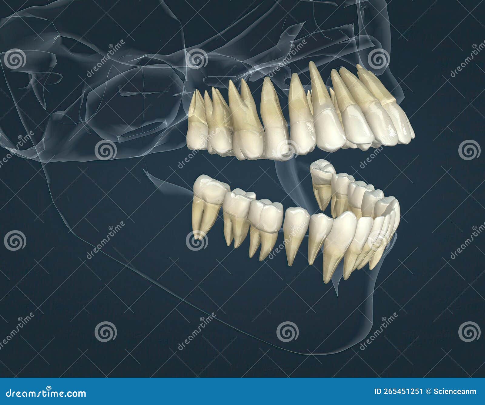 Full Anatomy Upper and Lower Teeth Stock Illustration - Illustration of ...