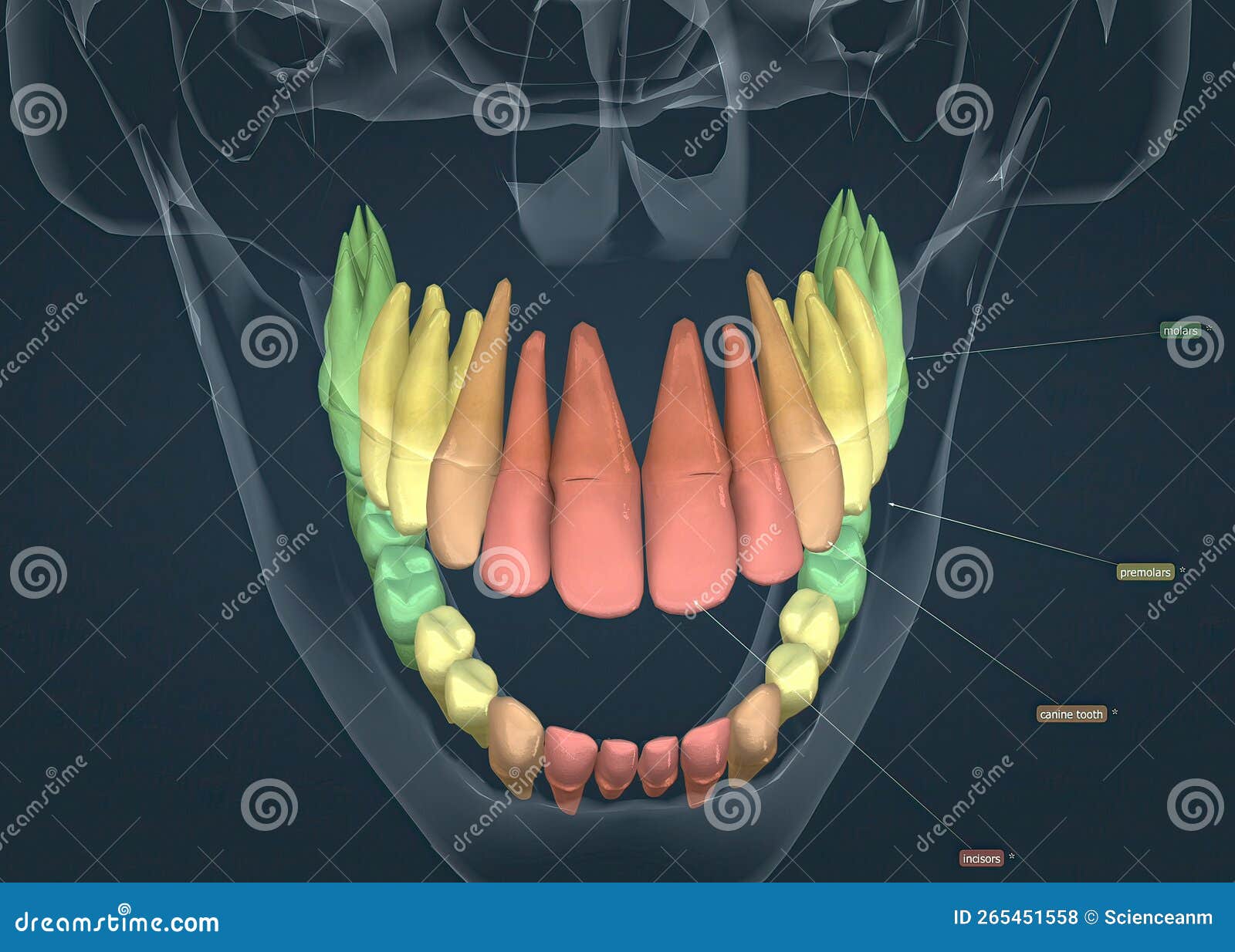 Full Anatomy Upper and Lower Teeth Stock Illustration - Illustration of ...