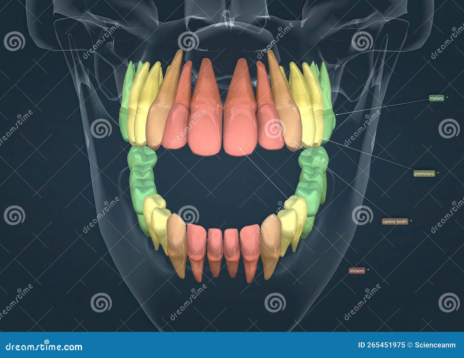 Full Anatomy Upper and Lower Teeth Stock Illustration - Illustration of ...