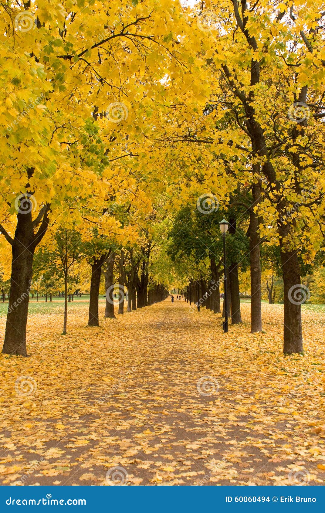 Full autumn colors stock photo. Image of park, birch - 60060494