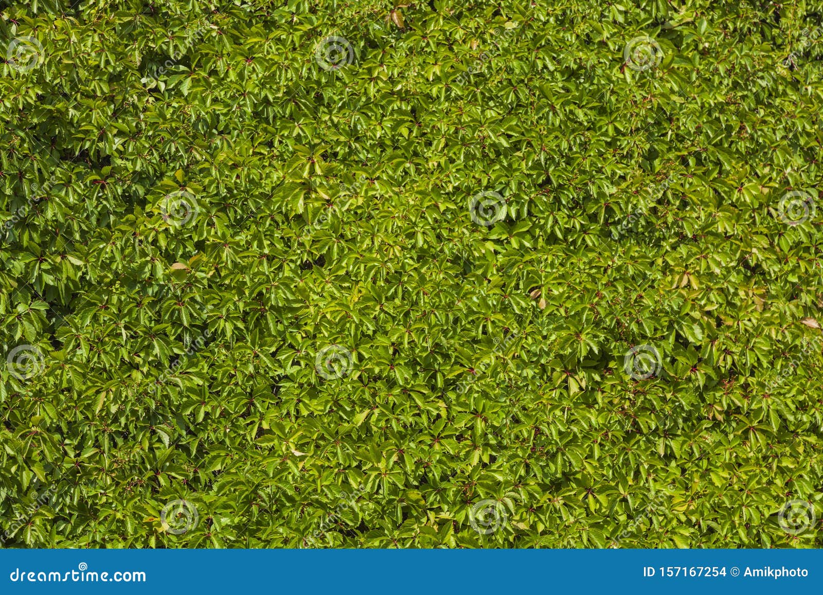 Background of Green Leaves Texture Stock Photo - Image of background ...