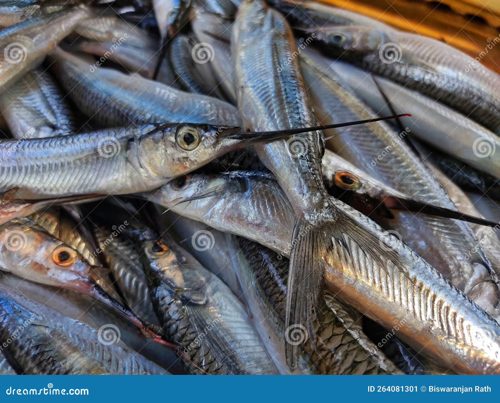 Full Beak Fish Strogylur Spipe Fish Close Up HD Stock Image - Image of ...