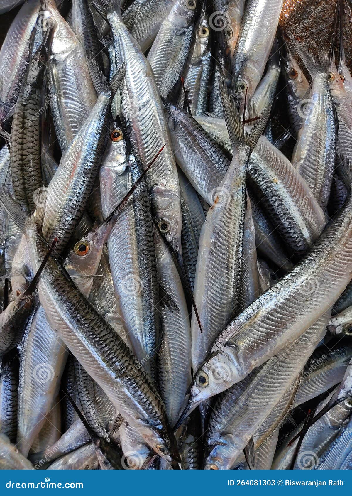 Full Beak Fish Strogylur Spipe Fish Close Up HD Stock Image - Image of ...