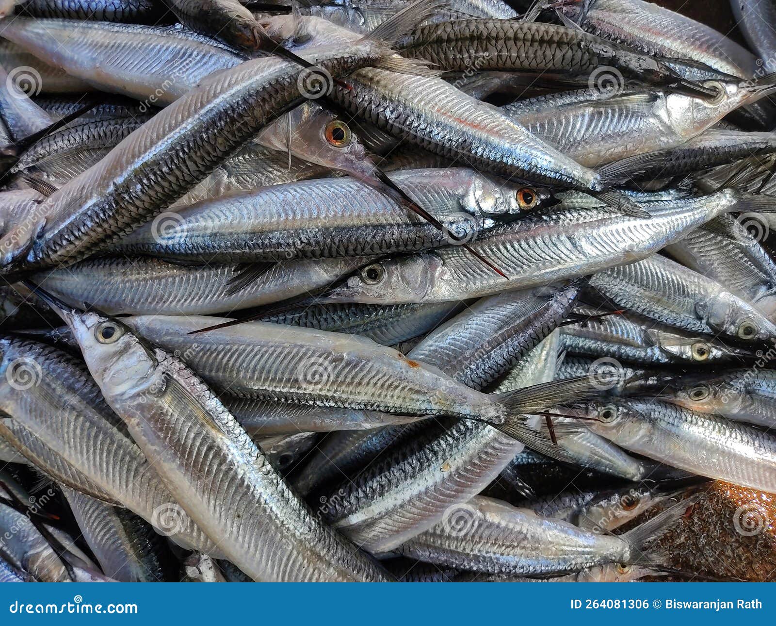 Full Beak Fish Strogylur Spipe Fish Close Up HD Stock Photo - Image of ...