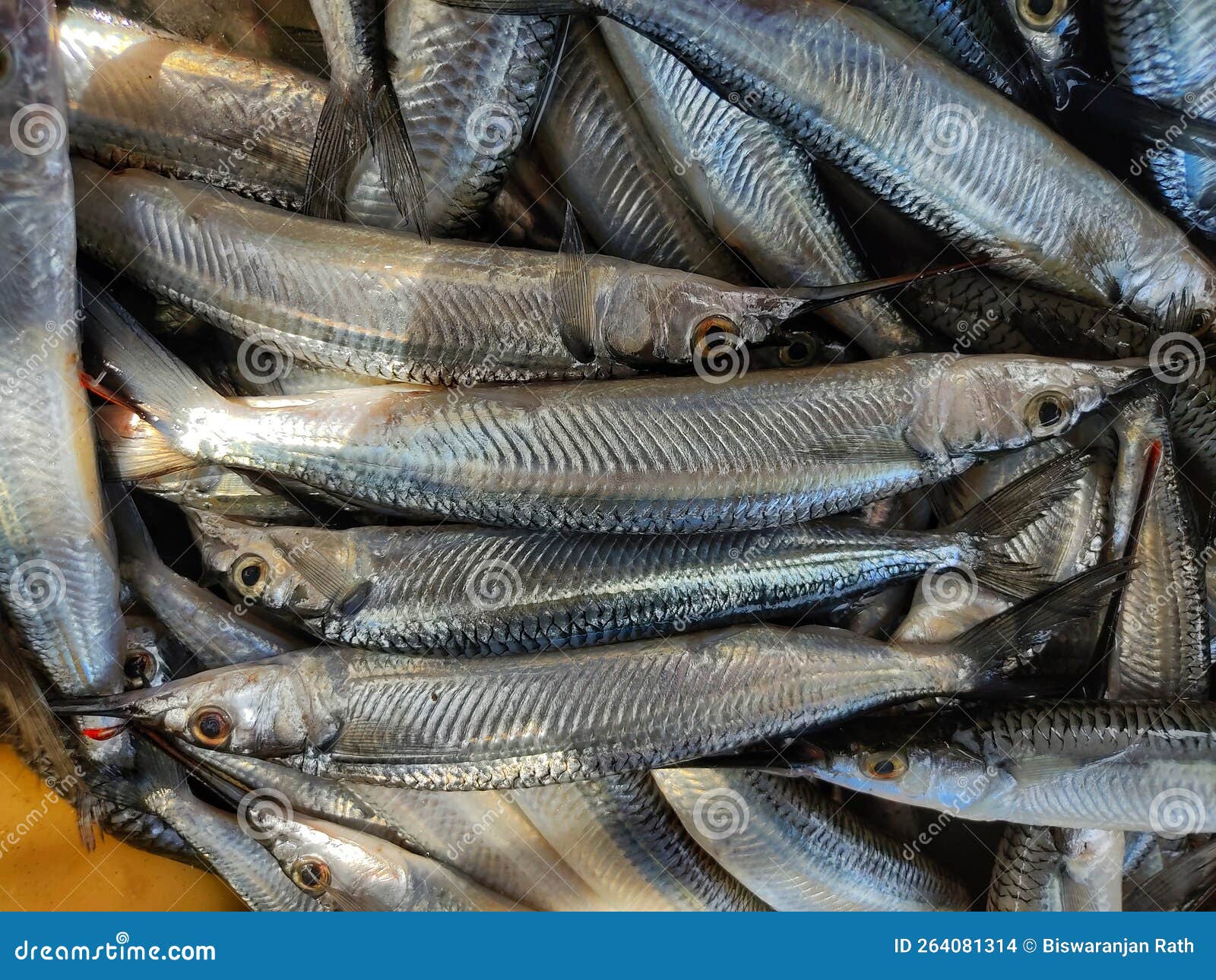 Full Beak Fish Strogylur Spipe Fish Close Up HD Stock Photo - Image of ...