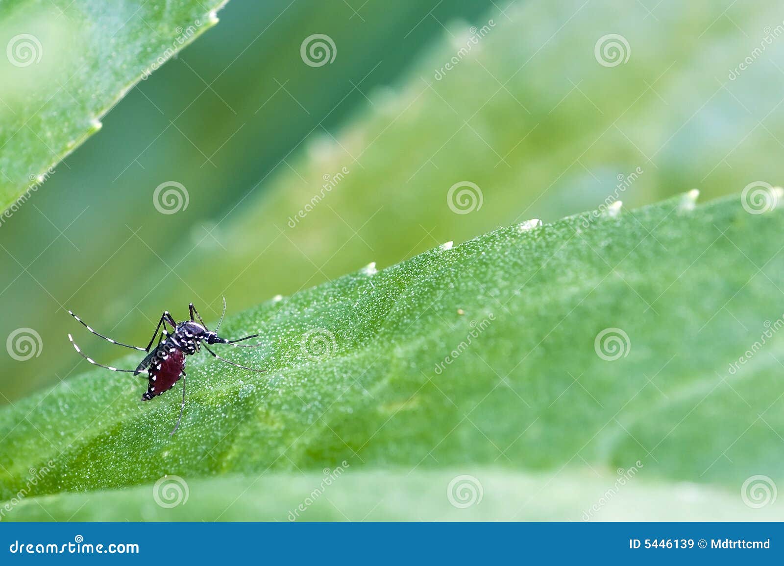 Full Belly stock image. Image of macro, mosquito, hematophagy - 5446139