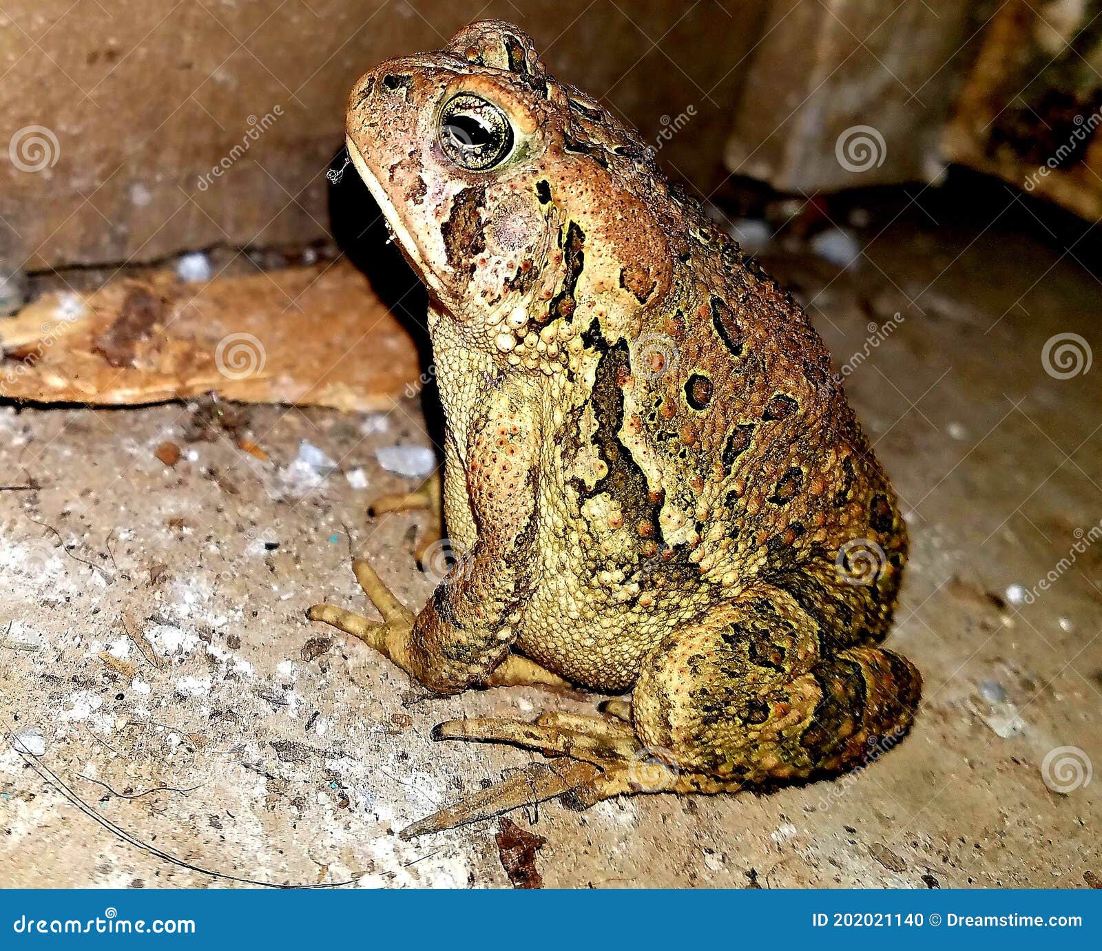 Full Belly Toad stock photo. Image of frog, full, belly - 202021140