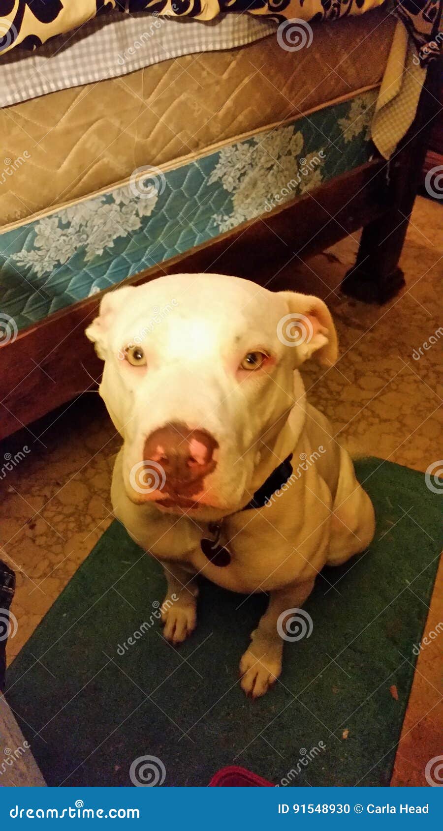Full blooded American pit stock photo. Image of bell - 91548930
