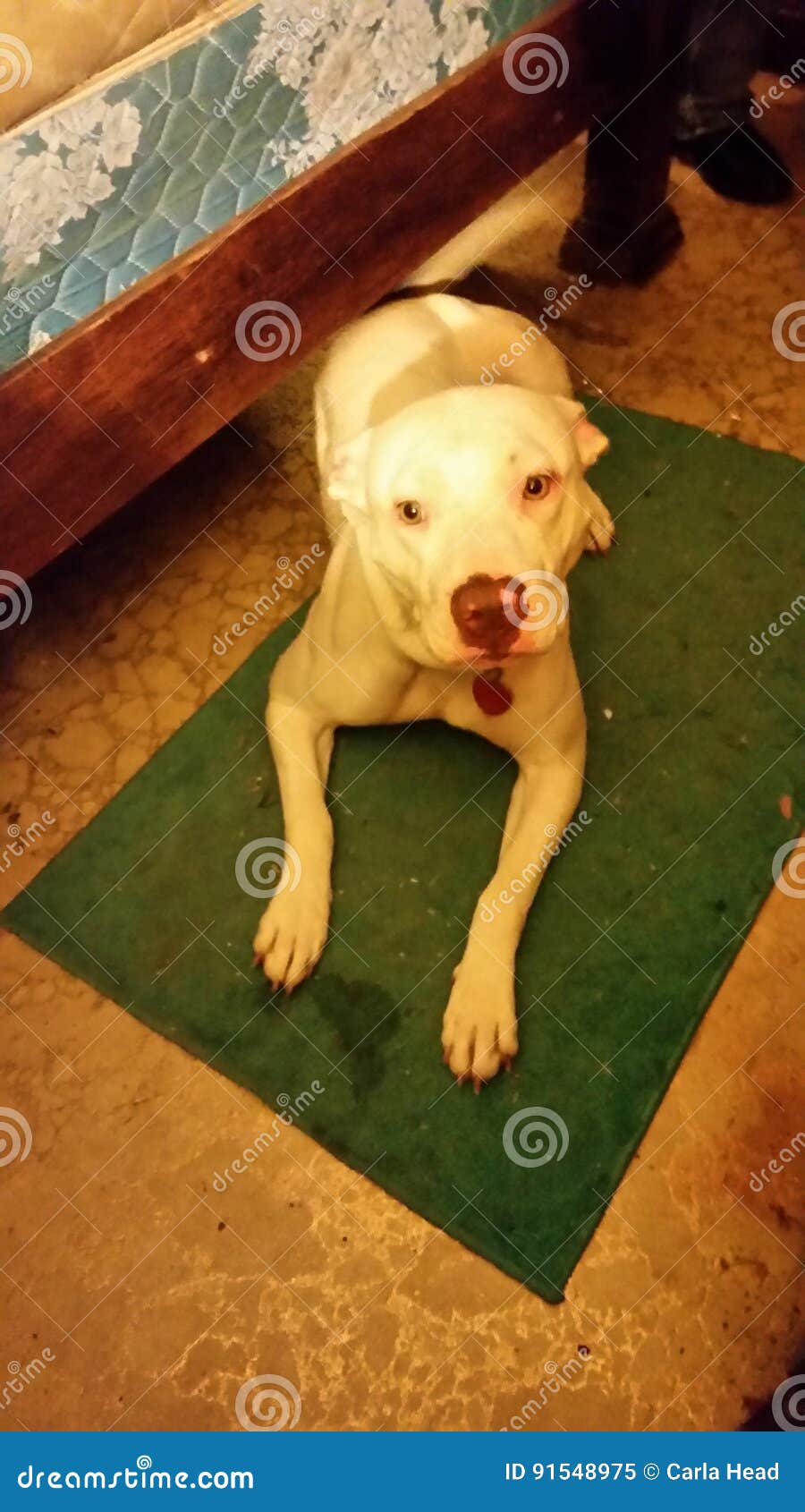 Full blooded American pit stock image. Image of saddie - 91548975