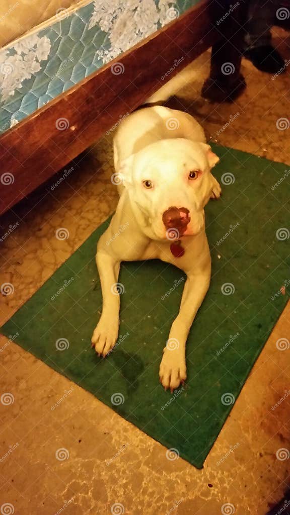 Full blooded American pit stock image. Image of saddie - 91548975