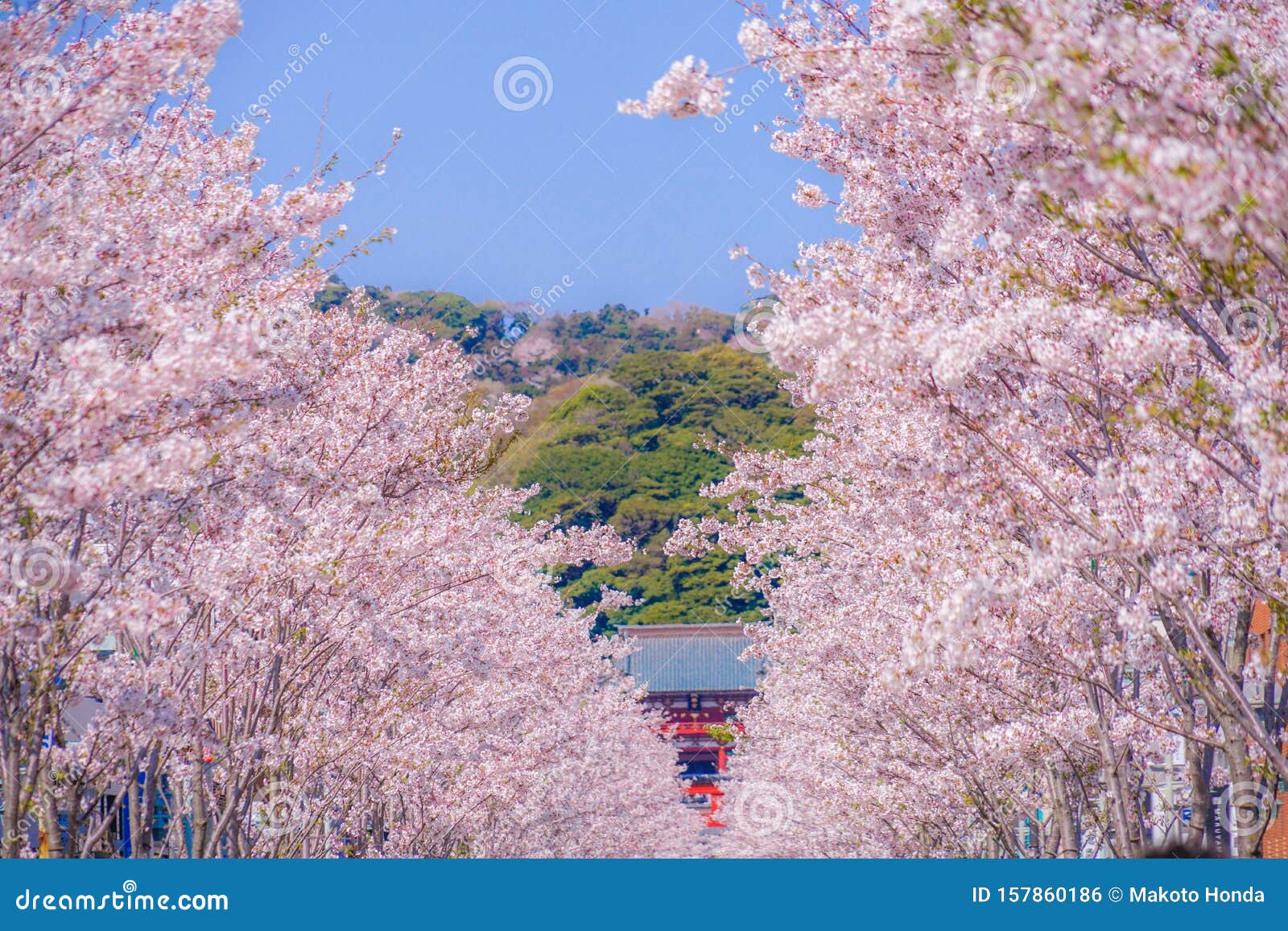 Full Bloom of the Cherry Tree-lined Kamakura of the Approach Wakamiya ...