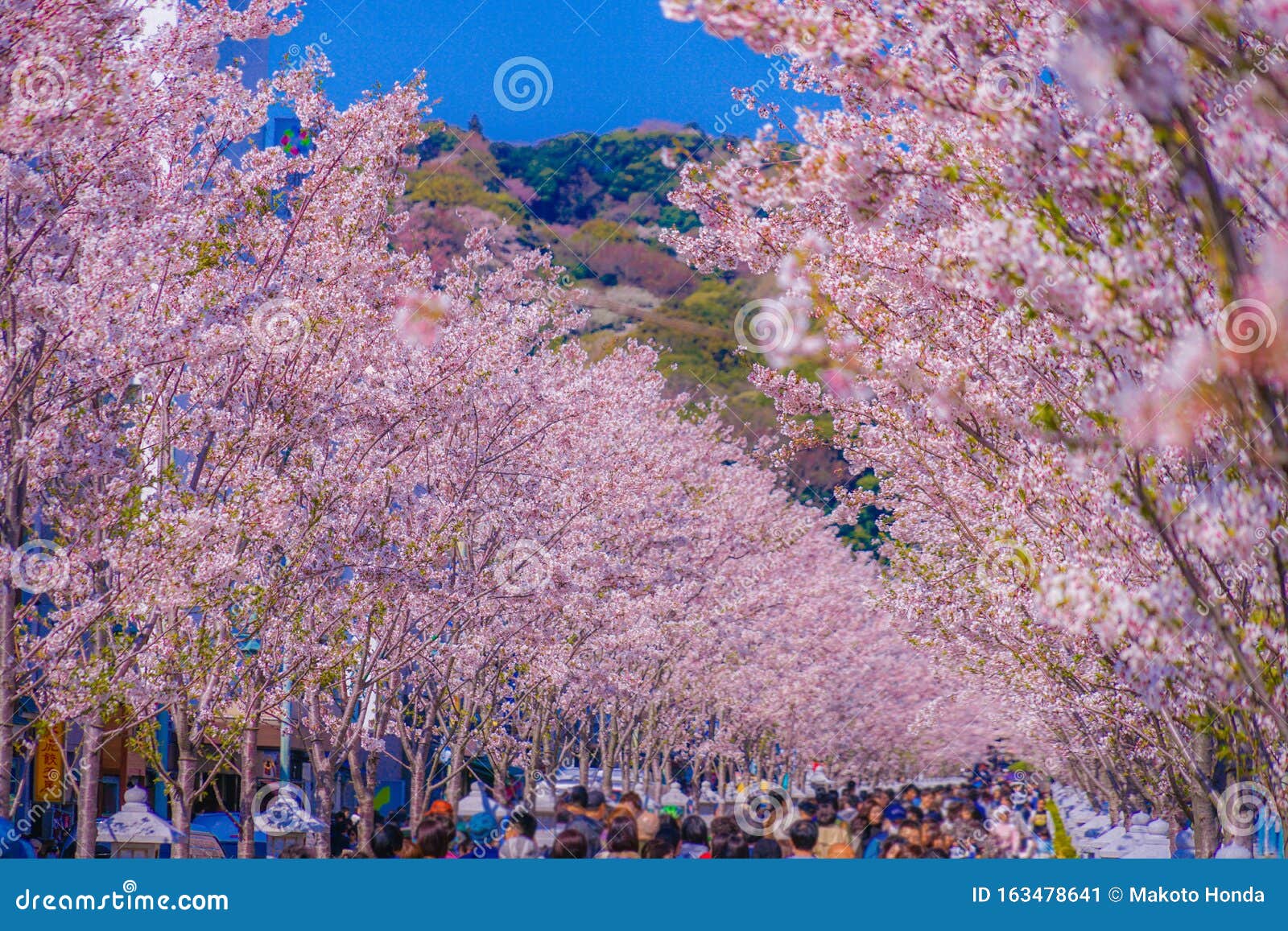 Full Bloom of the Cherry Tree-lined Kamakura of the Approach Wakamiya ...