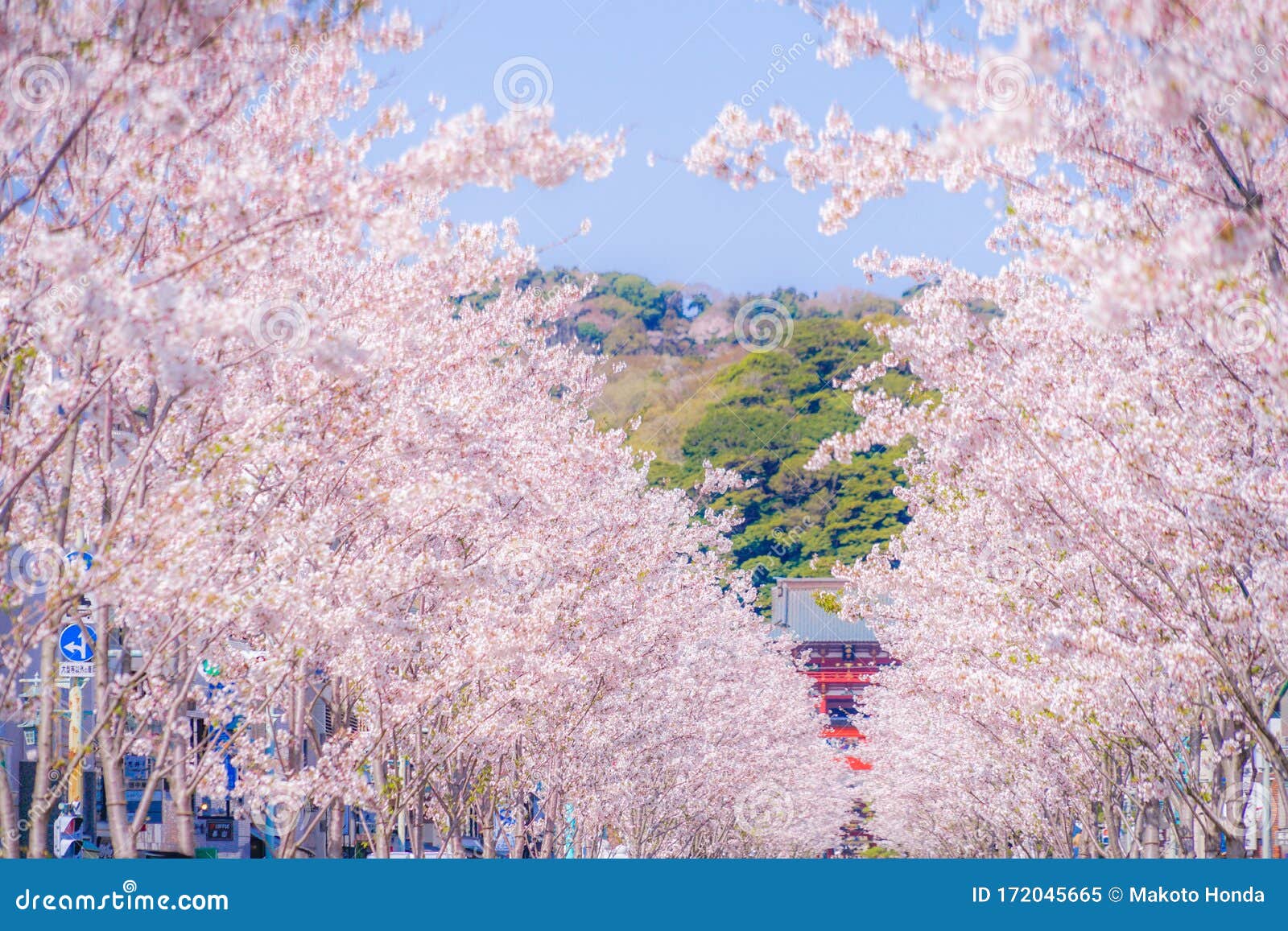 Full Bloom of the Cherry Tree-lined Kamakura of the Approach Wakamiya ...