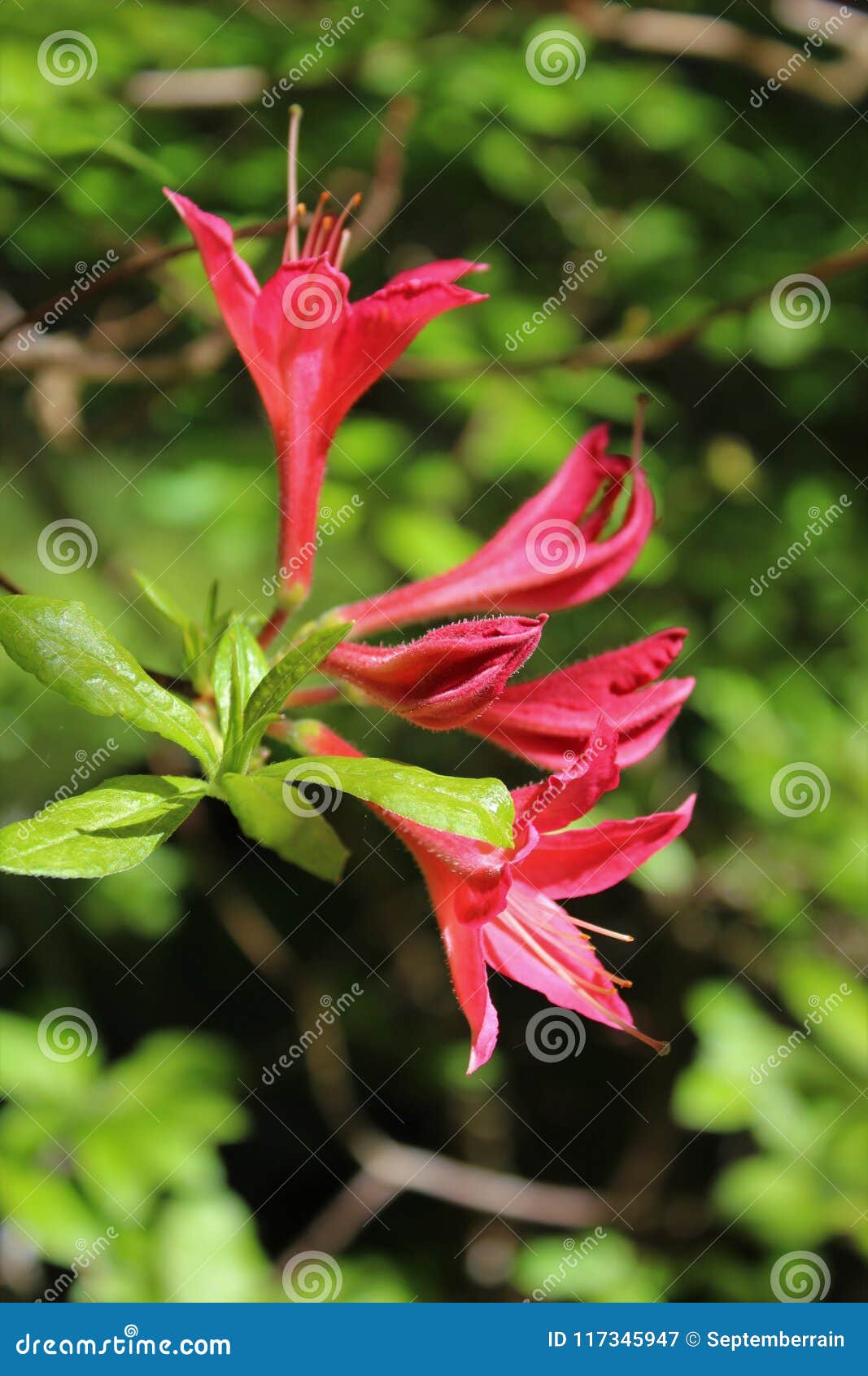 Full Bloom Elegant Red Azalea Flowers Stock Image - Image of cluster ...