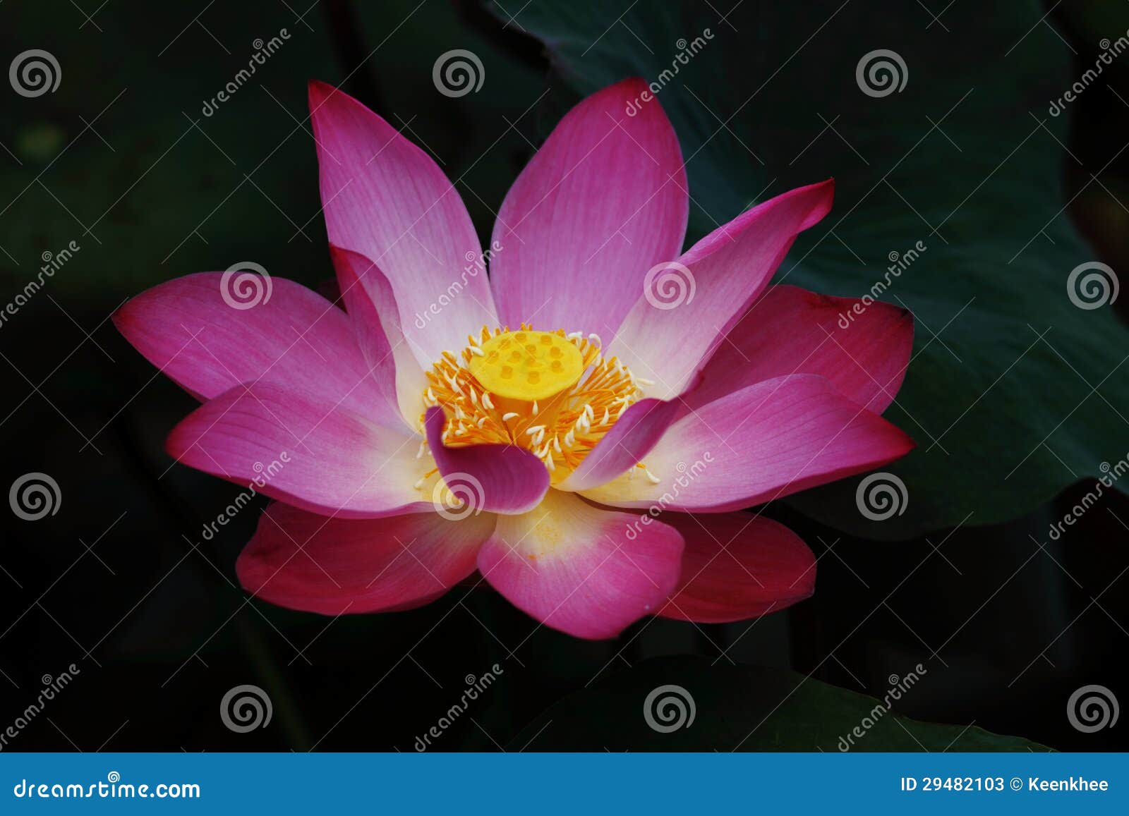 Full bloom lotus stock image. Image of pond, nature, grow - 29482103