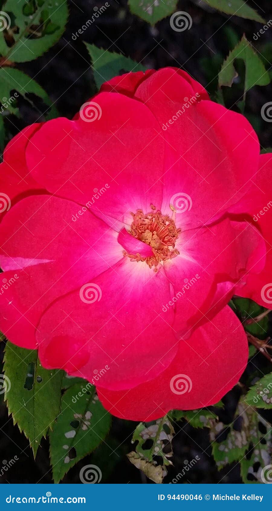 Full bloom stock photo. Image of full, bloom, rose, fully - 94490046