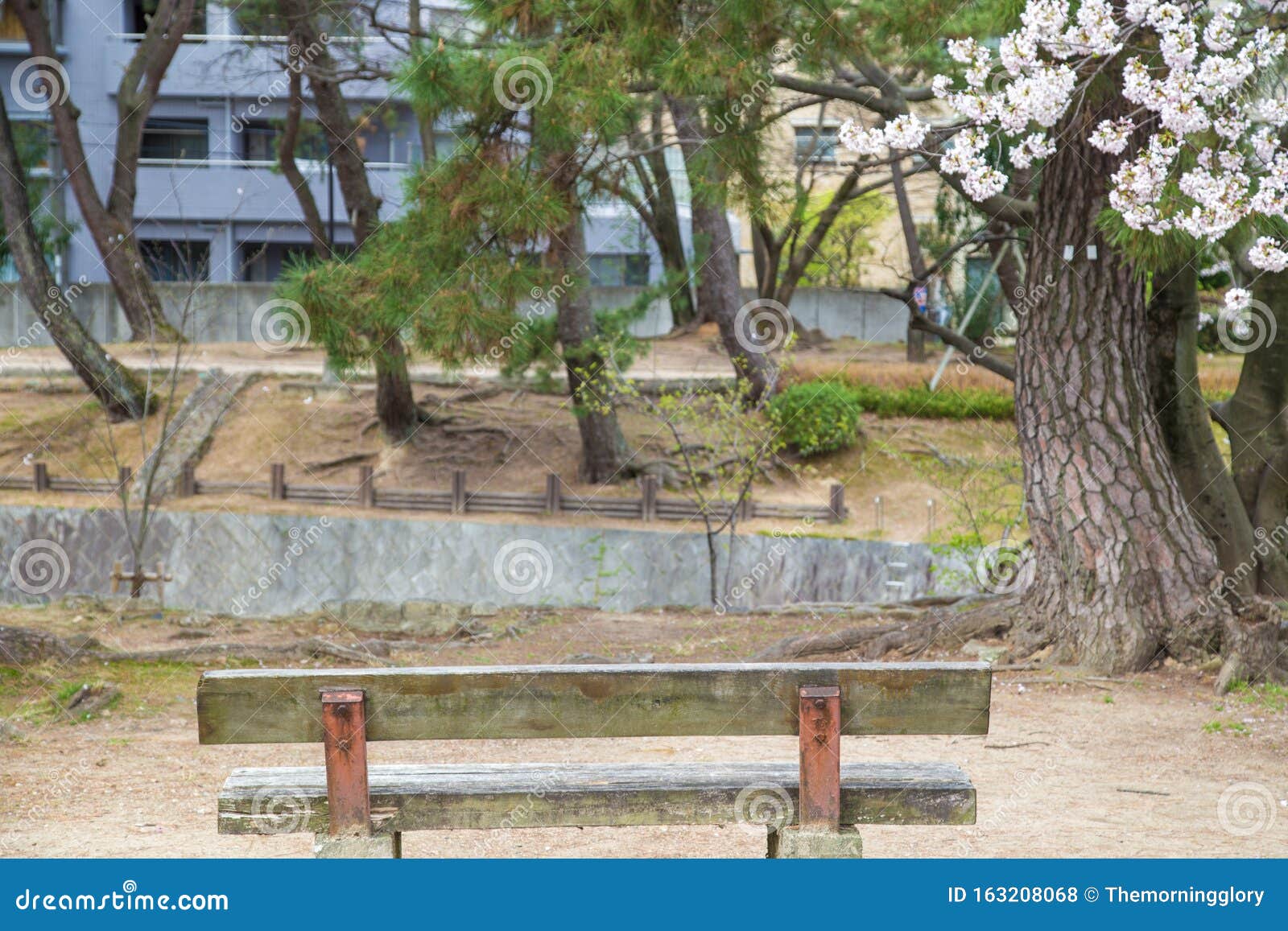 Full Bloom Pink Sakura Park with Bench Stock Photo - Image of beauty ...