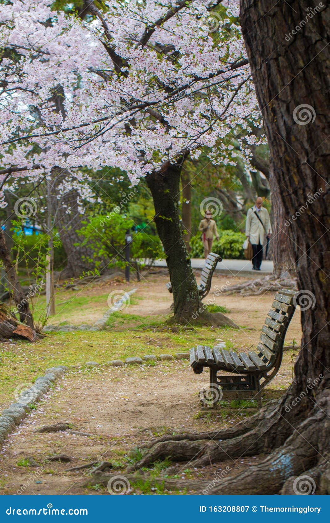 Full Bloom Pink Sakura Park with Bench Stock Image - Image of korea ...