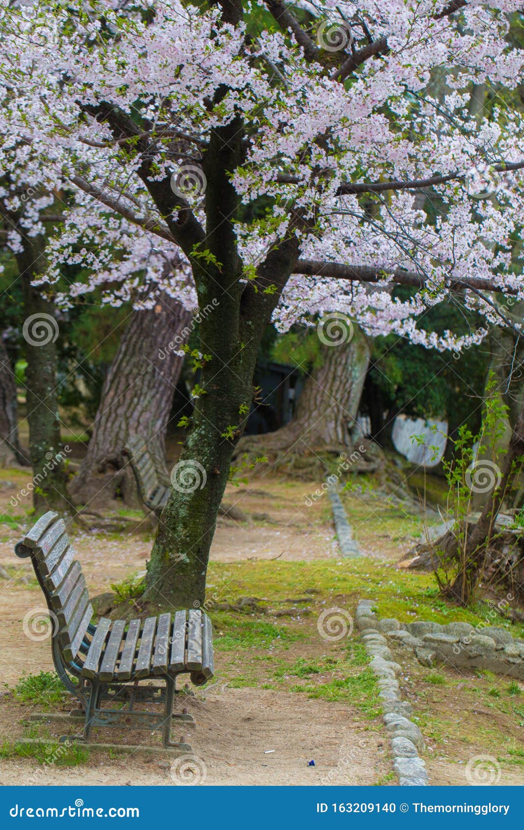 Full Bloom Pink Sakura Park with Bench Stock Photo - Image of japanese ...