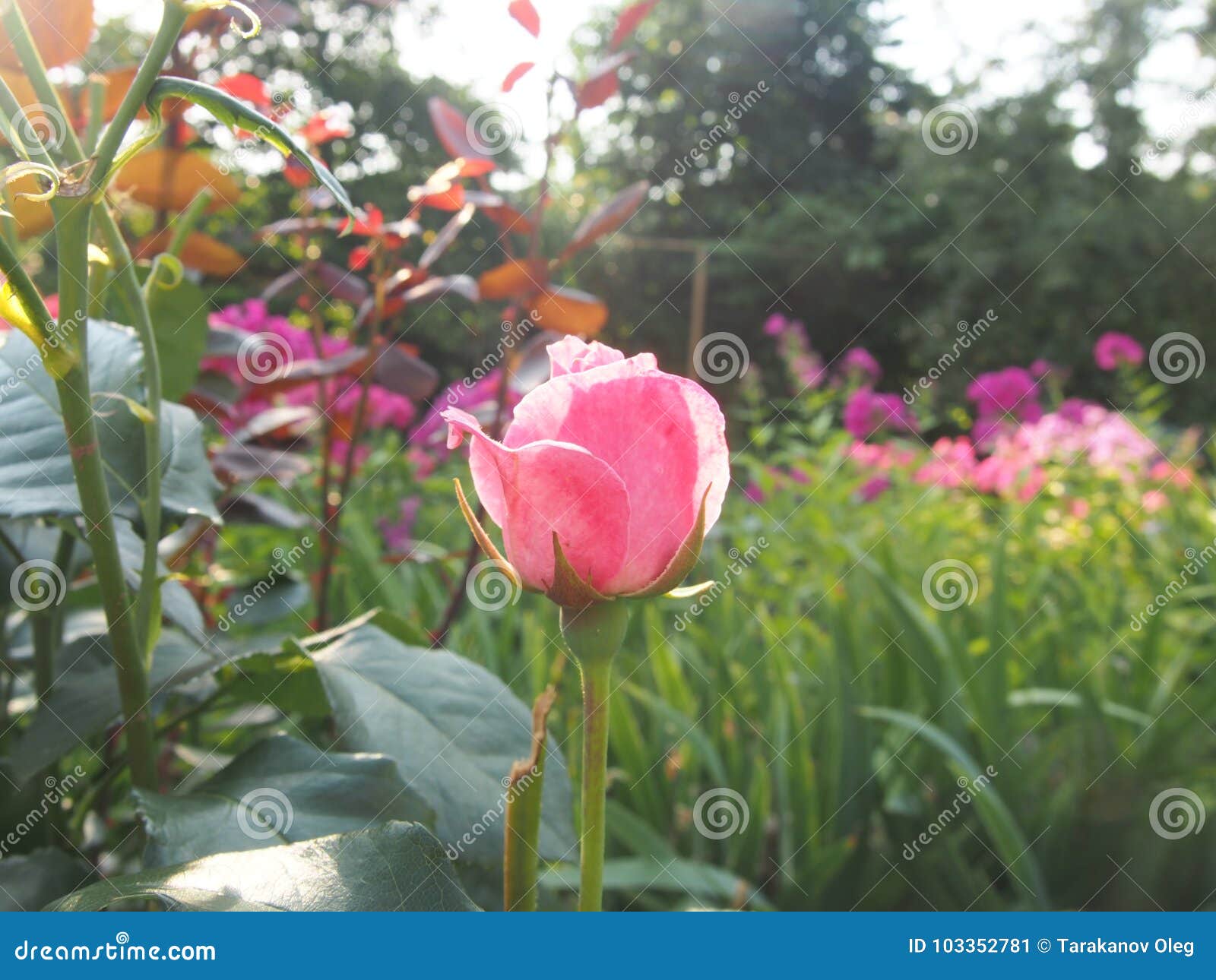 Full Bloom Rose. the Flower Bud is Pink Stock Image - Image of color ...