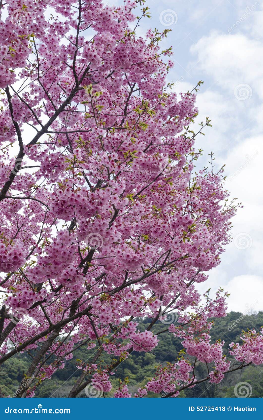 Full bloom sakura stock photo. Image of japanese, attraction - 52725418