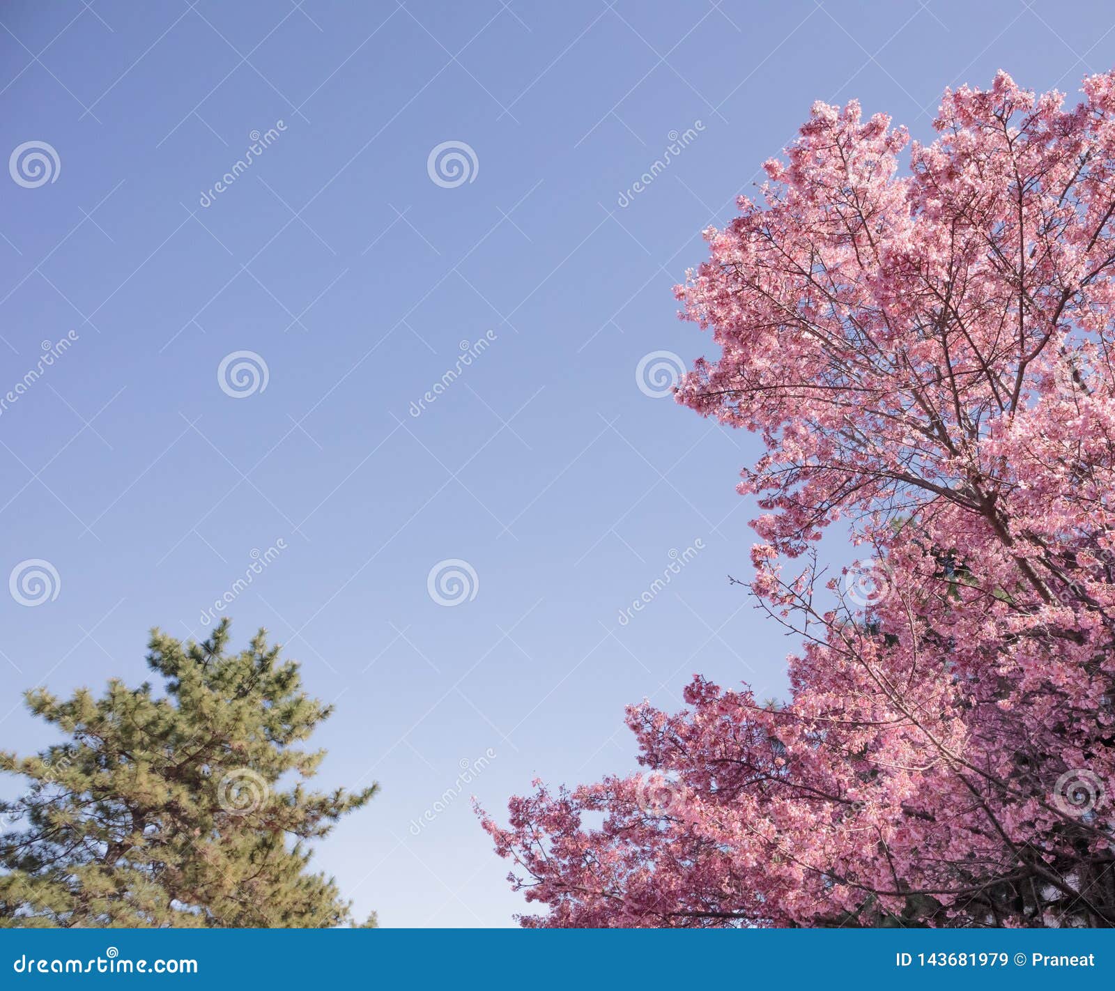 Full Bloom Sakura and Tree on Blue Sky Background Stock Image - Image ...