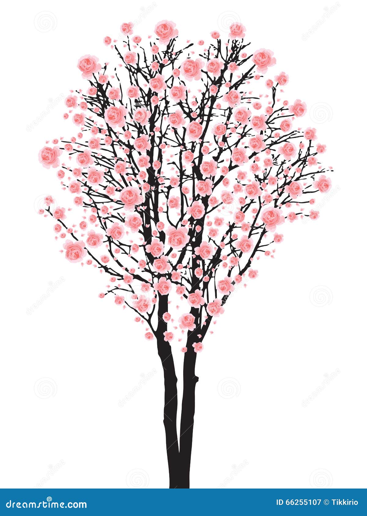 Full bloom sakura tree stock vector. Illustration of graphic - 66255107