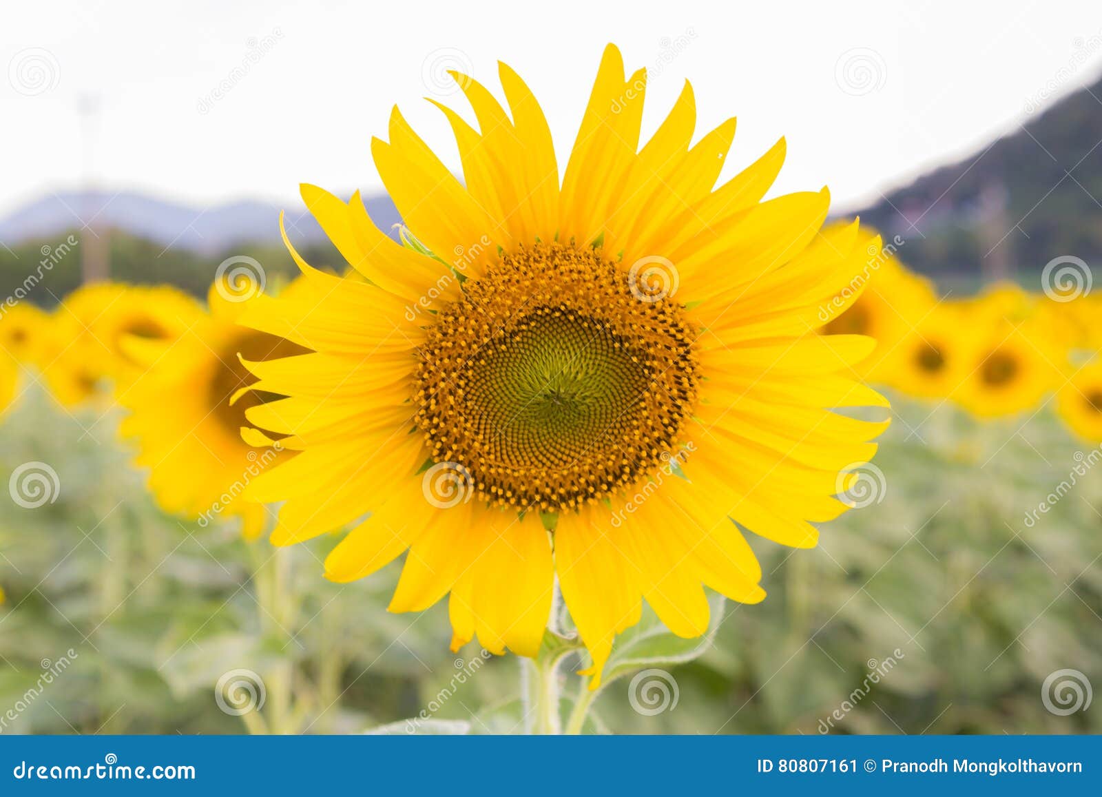 Full bloom sunflower stock image. Image of landscape - 80807161