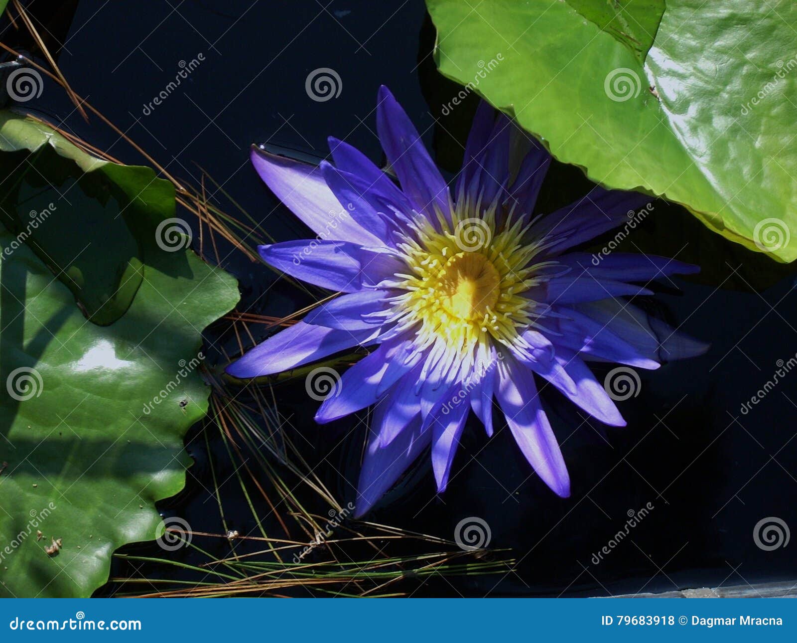 Full bloomed blue Lily Pad stock photo. Image of lily - 79683918